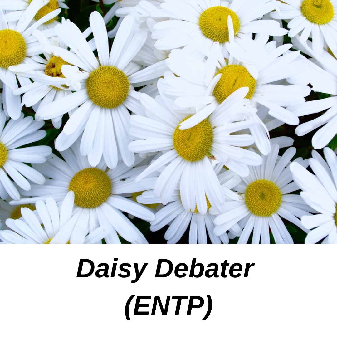 Flower-Based Personality Report | The Daisy Debater (ENTP) – She Blossomed
