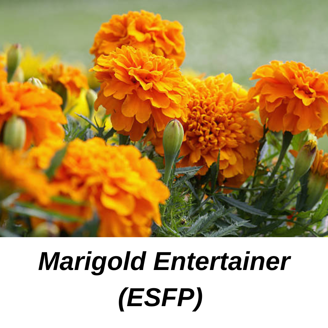 Flower-Based Personality Report | The Marigold Entertainer (ESFP) – She ...